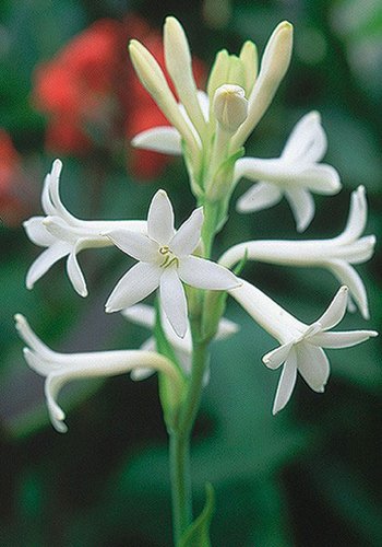 Polianthes tuberosa | Polianthes tuberosa 'Mexican Single' | Polianthes ...