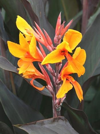 Canna 'Semaphore' | Canna 'Pacific Beauty' | Pacific Beauty Canna Lily ...