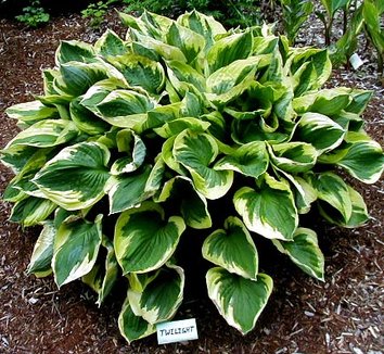 Sebright Gardens - plant lust