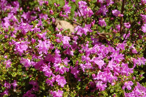 Kyushu Azalea | Japanese Azalea | plant lust