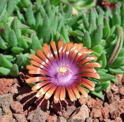 Delosperma Fire Spinner® | Delosperma 'Fire Spinner' | Delosperma Fire ...
