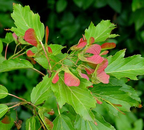 Acer tataricum | Tatar Maple | Tatarian Maple | plant lust