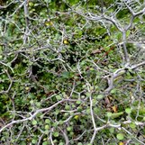 Corokia cotoneaster | Wire Netting Bush | plant lust