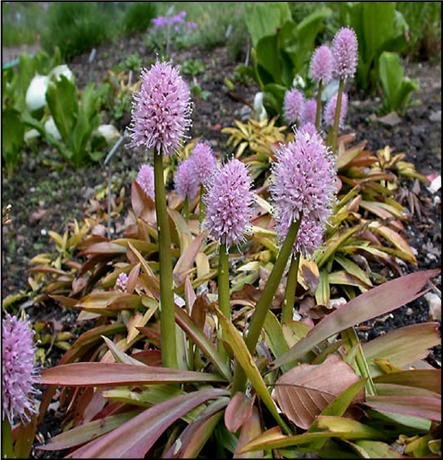 Helonias bullata | Swamp Pink | plant lust