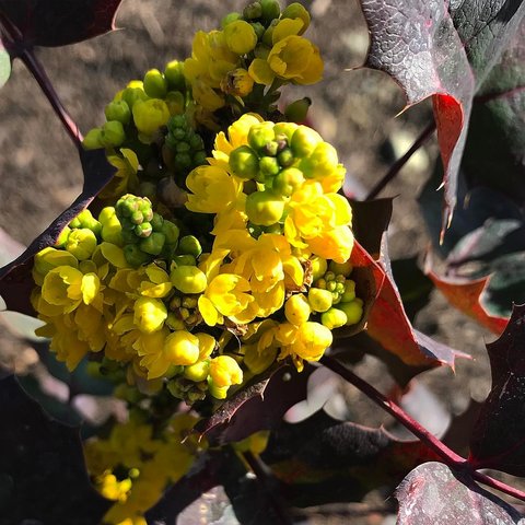 Mahonia repens | Berberis repens | Creeping Barberry | Creeping Mahonia ...