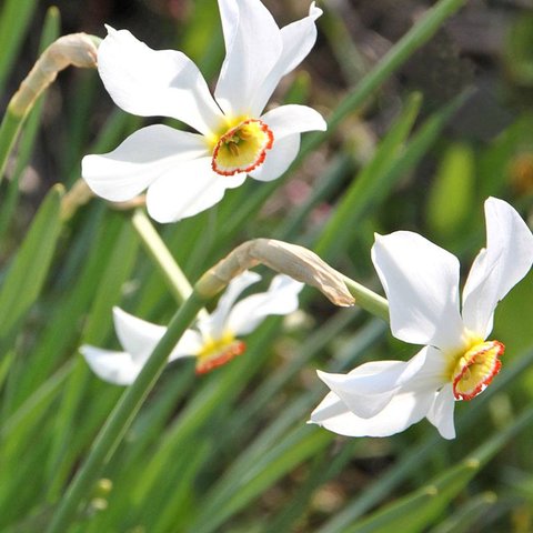 Narcissus poeticus var. recurvus | Pheasant's Eye Daffodial | Poet's ...