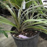 Astelia nivicola 'Red Gem' | | plant lust