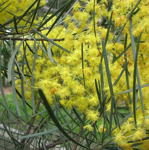 Acacia cognata | Acacia subporosa var. linearis | Bower Wattle | River ...