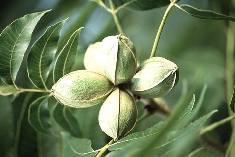 Carya illinoinensis | Carya illinoensis | Carya illinoiensis | Pecan ...