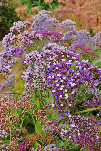 Limonium perezii | Sea Lavender | Sea Statice | plant lust