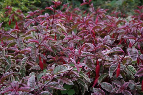 Fuchsia 'Sunray' | Tricolor Fuchsia | plant lust