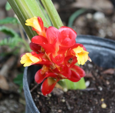 Curcuma flaviflora 'Fire Plug' | Fire Plug Ginger | plant lust