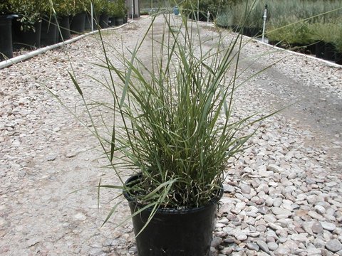 Bouteloua curtipendula | Bouteloua curtipendula var. curtipendula ...