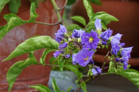 Solanum wendlandii | Costa Rica Nightshade | Divorce Vine | Giant ...