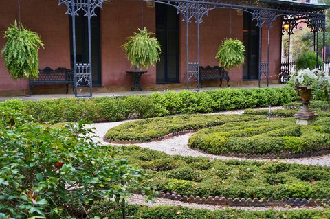Buxus microphylla 'Compacta' | Compacta Miniature Japanese Boxwood ...