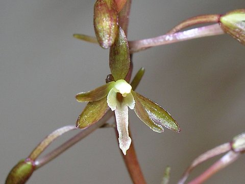 Tipularia discolor | Crane-Fly Orchid | Crippled Crane Fly | plant lust