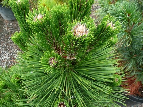 Pinus thunbergii 'Thunderhead' | Thunderhead Japanese Black Pine ...