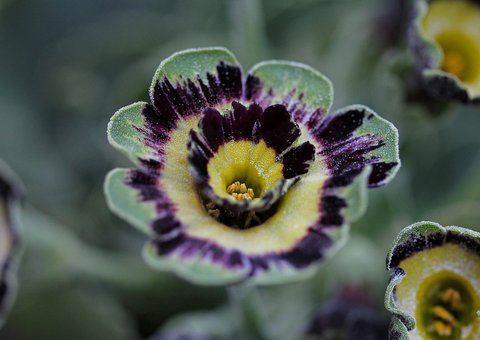Primula auricula 'Angelo Hayes' | Angelo Hayes Primrose | plant lust