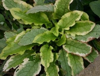 Symphytum 'Goldsmith' | Symphytum grandiflorum 'Goldsmith' | Symphytum ...