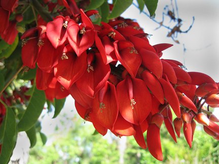 Erythrina crista-galli | Cockspur Coral Tree | Crybaby Tree | Fireman's ...