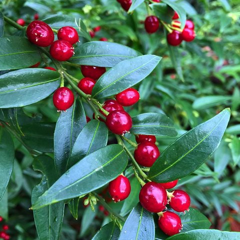 Sarcococca ruscifolia 'Dragon Gate' | Sarcococca ruscifolia var ...