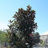 Magnolia grandiflora 'Kay Parris' | Kay Parris Southern Magnolia ...