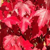 Acer rubrum 'Sun Valley' | Sun Valley Red Maple | plant lust
