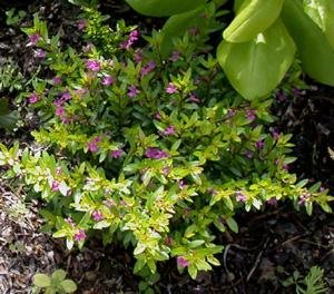 Cuphea hyssopifolia 'Aurea' | Cuphea hyssopifolia 'Golden Foliage ...
