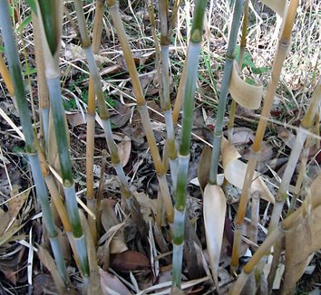 Yushania from multiple nurseries on Plant Lust