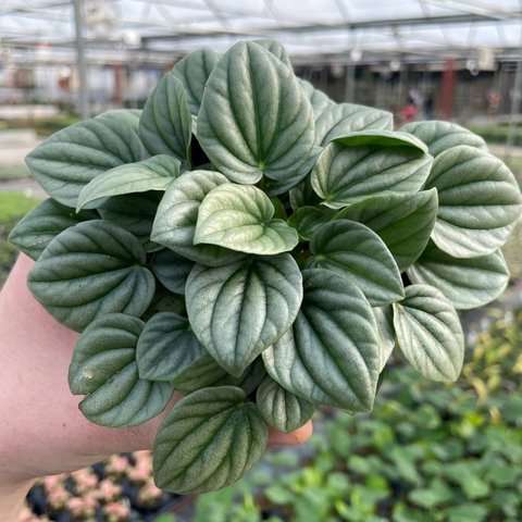 Peperomia 'Silver Frost' | | plant lust