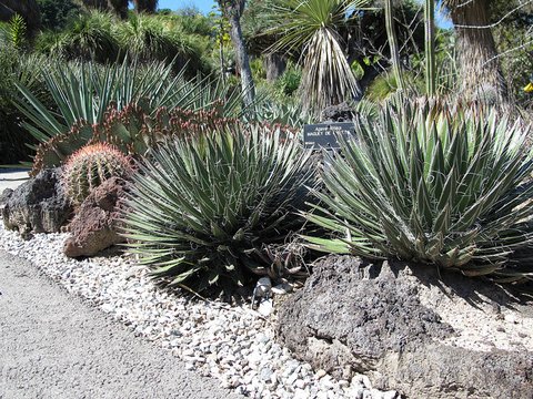 Agave filifera | Agave filamentosa | plant lust