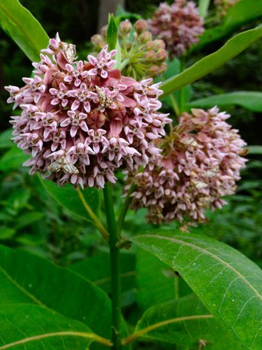 Asclepias syriaca | Common Milkweed | Virginia Silk | plant lust