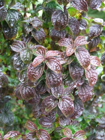 Cornus sanguinea 'Compressa' | Dwarf Bloodtwig Dogwood | plant lust
