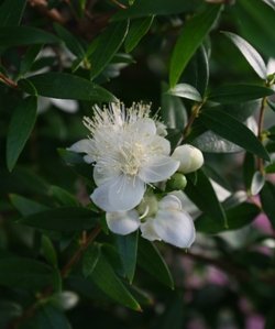 Myrtus communis ssp. tarentina 'Compacta' | Myrtus communis 'Compacta ...