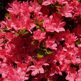 Hershey's Red Evergreen Azalea | Azalea 'Hershey's Red' | plant lust