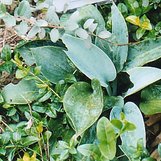 Hosta 'Blue Jay' | | plant lust