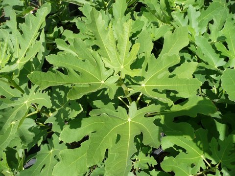 Magnolia Fig | Ficus carica 'Magnolia' | Brunswick Fig | Magnolia ...
