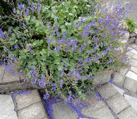 Parahebe perfoliata | Derwentia perfoliata | Digger's Speedwell | plant ...