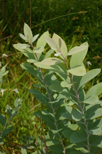 Zenobia pulverulenta 'Woodlander's Blue' | Zenobia pulverulenta ...