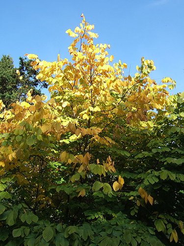 Cladrastis kentukea | Cladrastis lutea | Kentucky Yellowwood ...
