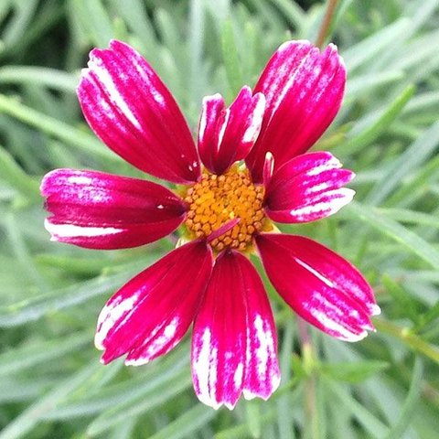 Coreopsis 'Madras Magic' PP28570 | Madras Magic Coreopsis | plant lust