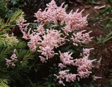 Astilbe simplicifolia 'Sprite' | | plant lust