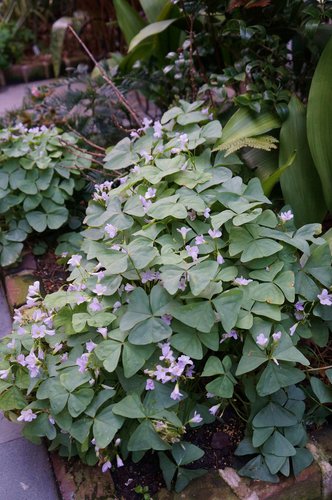 Oxalis triangularis [green] | Oxalis 'Green O' Regnelli' | Oxalis ...
