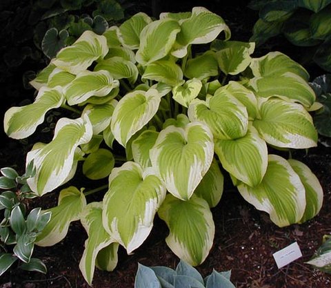 Hosta 'Delta Dawn Supreme' | | plant lust