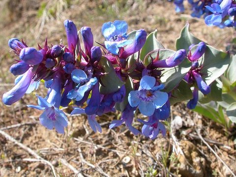 Penstemon nitidus | Shining Penstemon | Smooth Blue Beardtongue ...