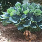 Hosta 'Gentle Giant' | | plant lust