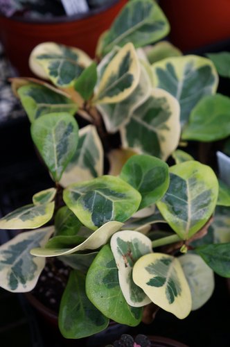Ficus natalensis subsp. leprieurii 'Malay Gold' | Ficus triangularis ...