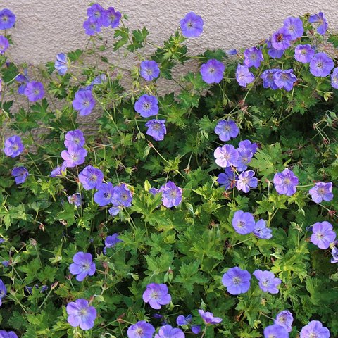 Geranium 'Johnson's Blue' | Johnson's Blue Cranesbill | Johnson's Blue ...
