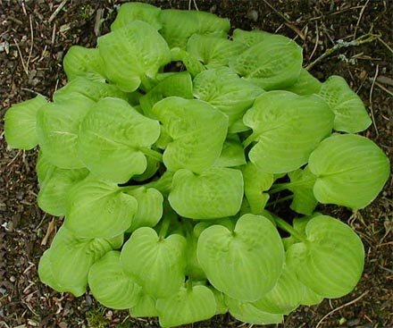 Hosta 'Banana Muffins' | | plant lust