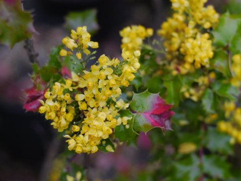 Mahonia pinnata 'Ken Hartman' | Berberis pinnata 'Ken Hartman' | Ken ...